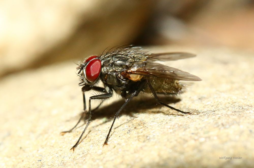 Fliege Foto & Bild | tiere, wildlife, insekten Bilder auf fotocommunity