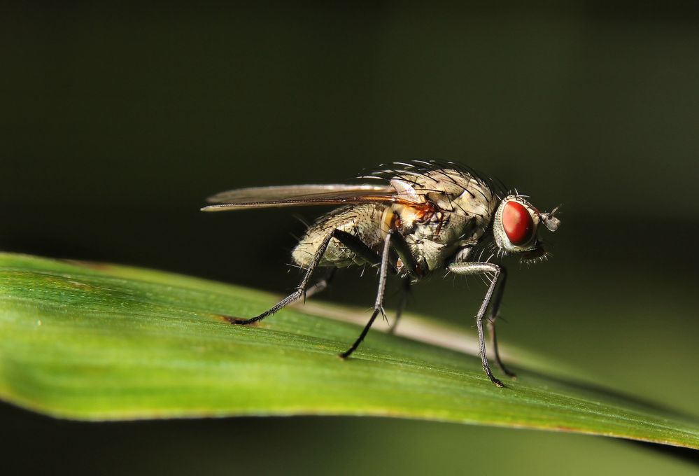 Fliege Foto & Bild | tiere, wildlife, insekten Bilder auf fotocommunity