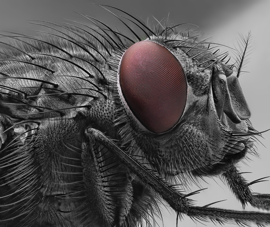 Fliege Foto & Bild | tiere, zoo, wildpark & falknerei, insekten ...