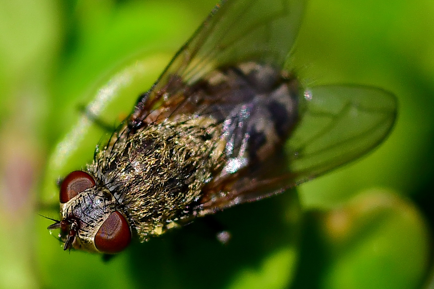 Fliege Foto & Bild | tiere, wildlife, insekten Bilder auf fotocommunity