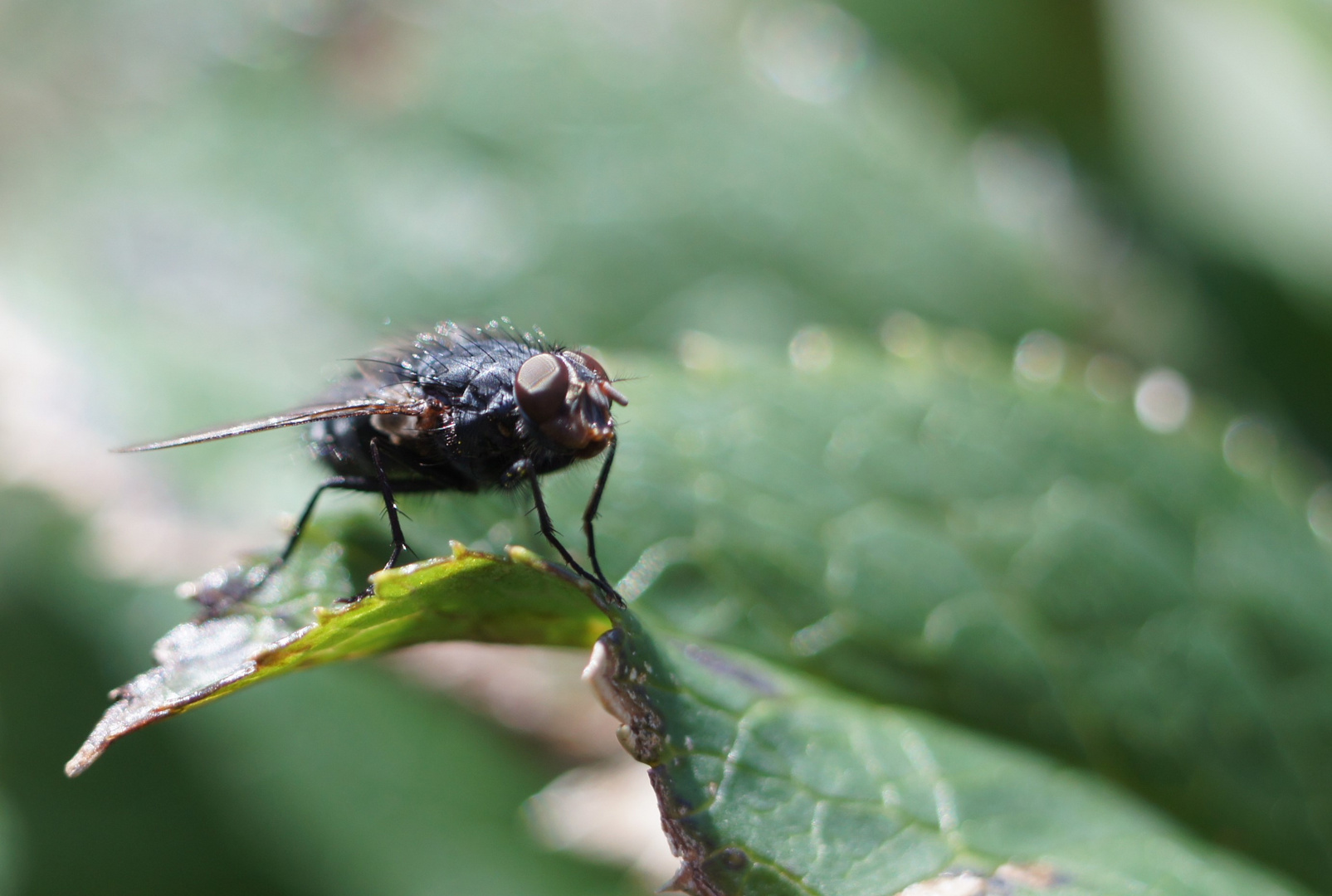 Fliege beim Sonnenbad Foto & Bild | natur, insekten, tiere Bilder auf ...