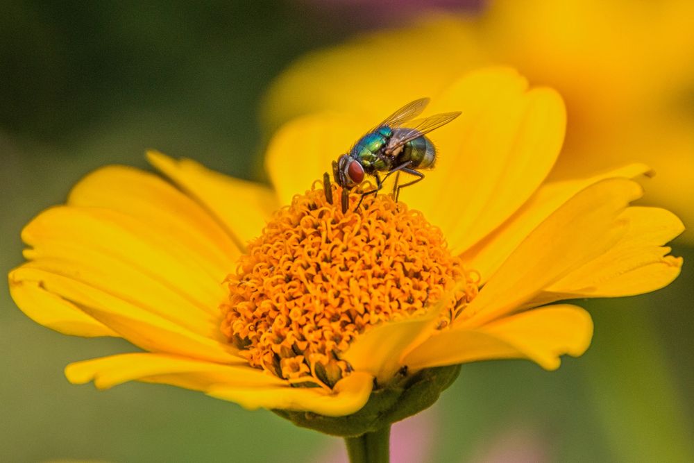 Fliege besucht schöne Blüte Foto & Bild | natur, fliegen, pflanzen ...