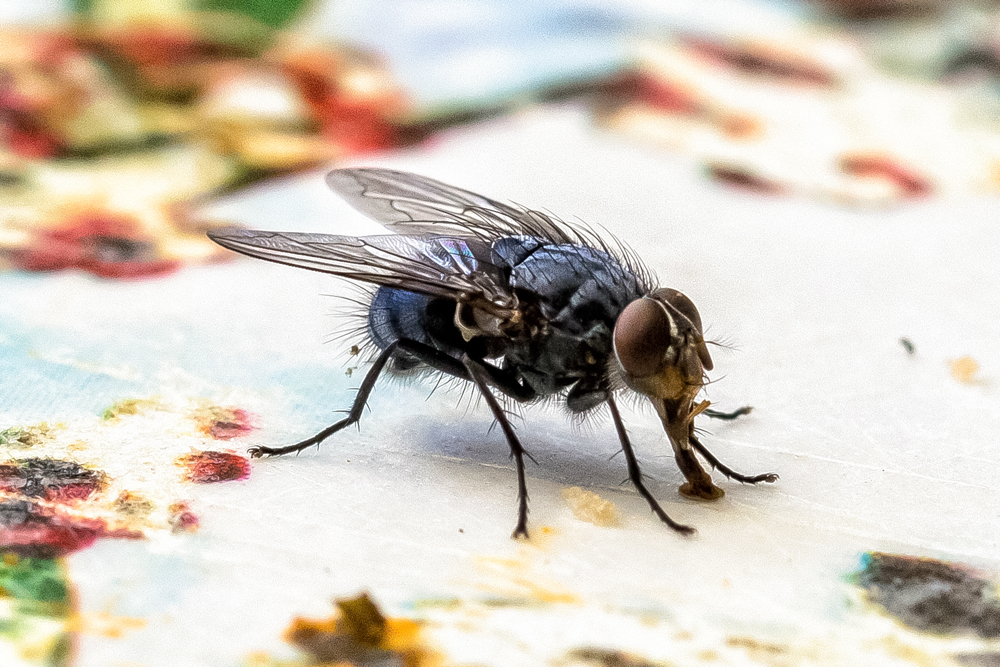 Fliege Breitseite Foto & Bild | tiere, wildlife, insekten Bilder auf ...