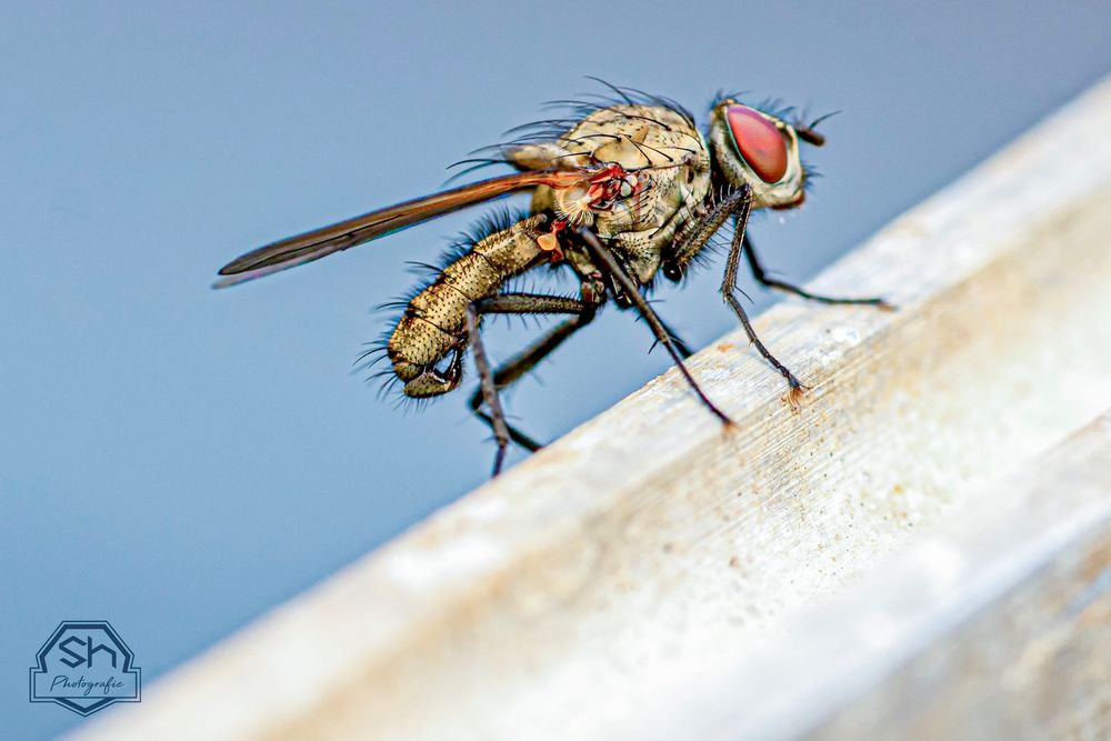 Fliege... Foto & Bild | nah- & makro, tiere, wildlife Bilder auf ...