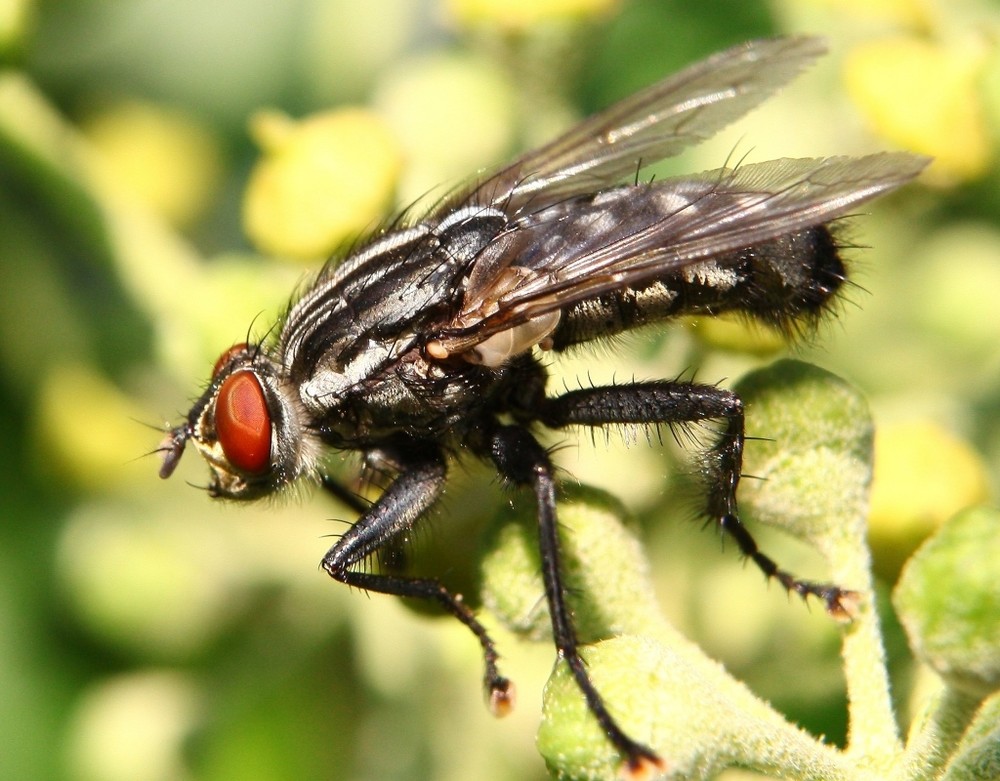 Fliege Foto & Bild | tiere, wildlife, insekten Bilder auf fotocommunity