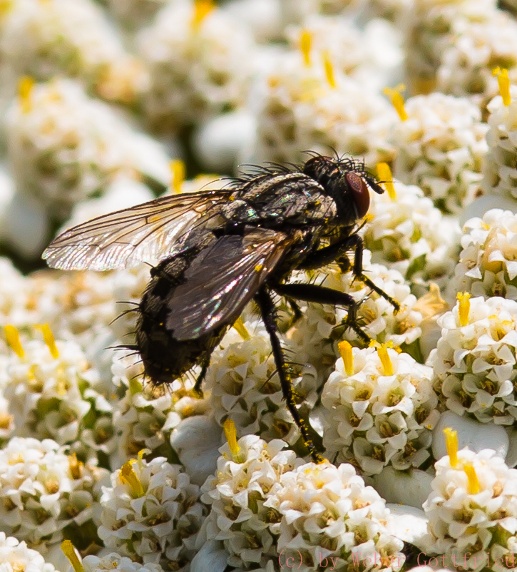 Fliege Foto & Bild | tiere, wildlife, insekten Bilder auf fotocommunity