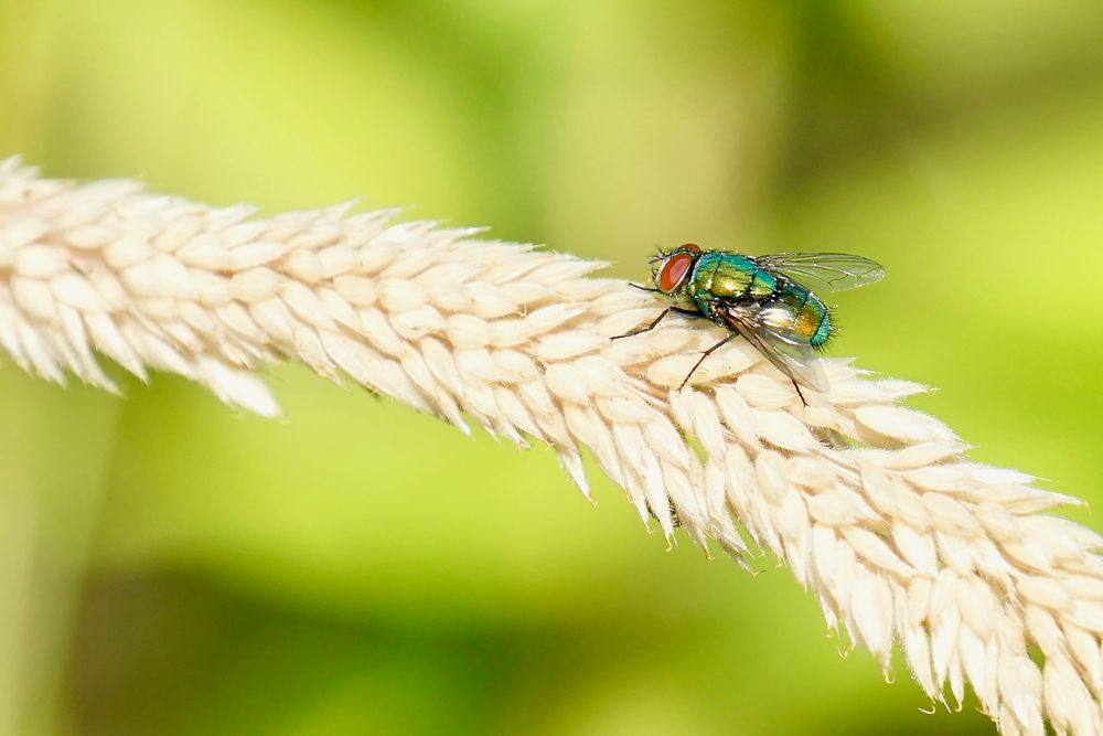 Fliege Foto & Bild | tiere, wildlife, insekten Bilder auf fotocommunity