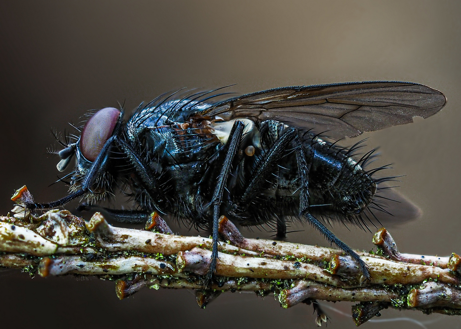 Fliege Foto & Bild | tiere, wildlife, insekten Bilder auf fotocommunity