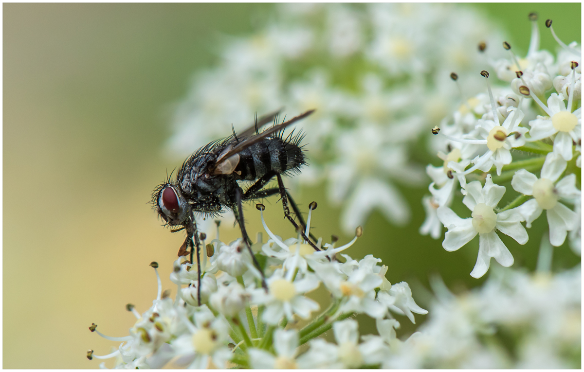 Fliege Foto & Bild | tiere, wildlife, insekten Bilder auf fotocommunity