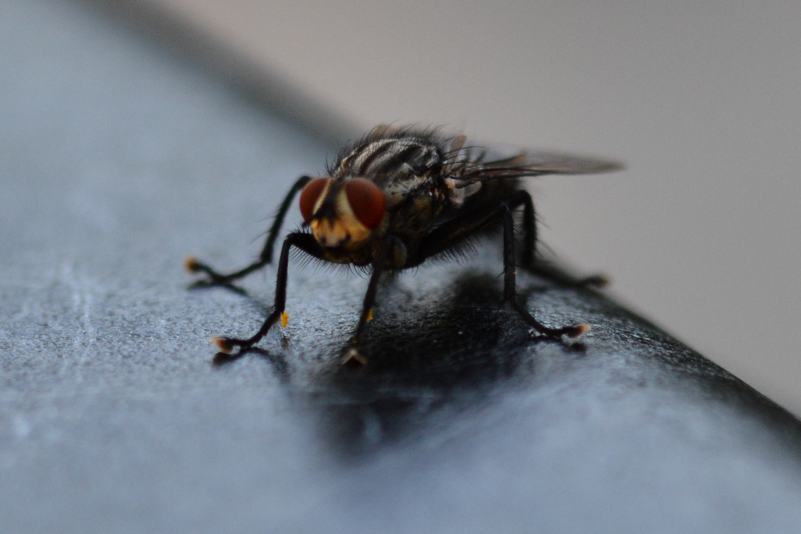 Fliege Foto & Bild | tiere, natur Bilder auf fotocommunity