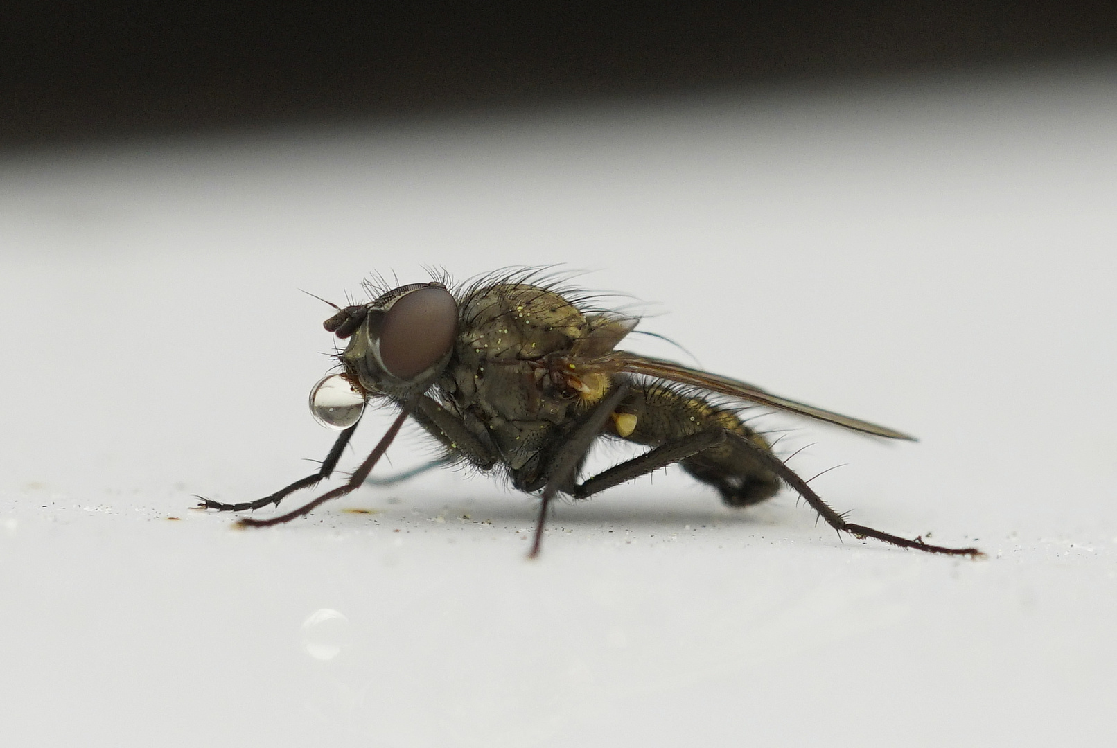 Fliege. Foto & Bild | tiere, wildlife, insekten Bilder auf fotocommunity