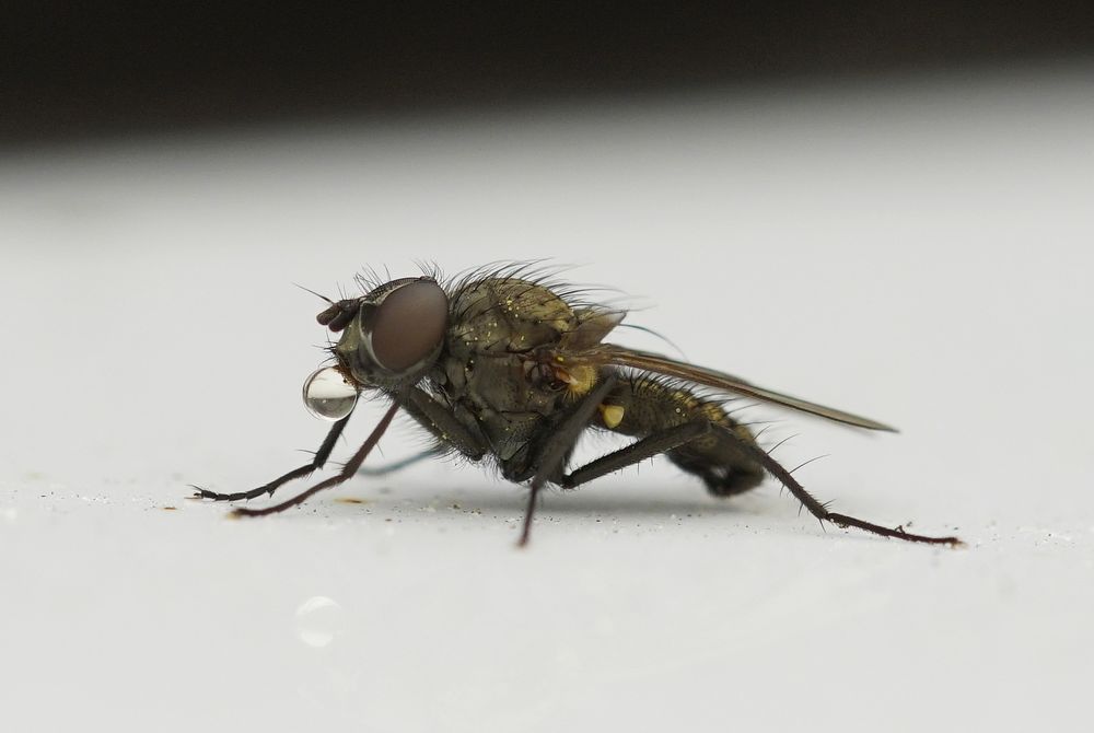 Fliege. Foto & Bild | tiere, wildlife, insekten Bilder auf fotocommunity