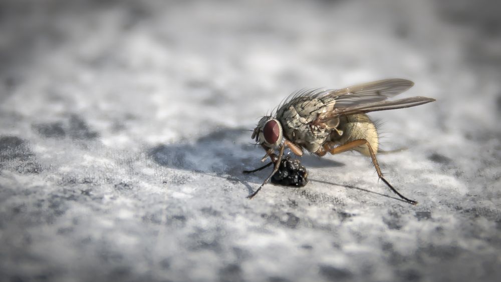 fliege Foto & Bild | tiere, wildlife, insekten Bilder auf fotocommunity