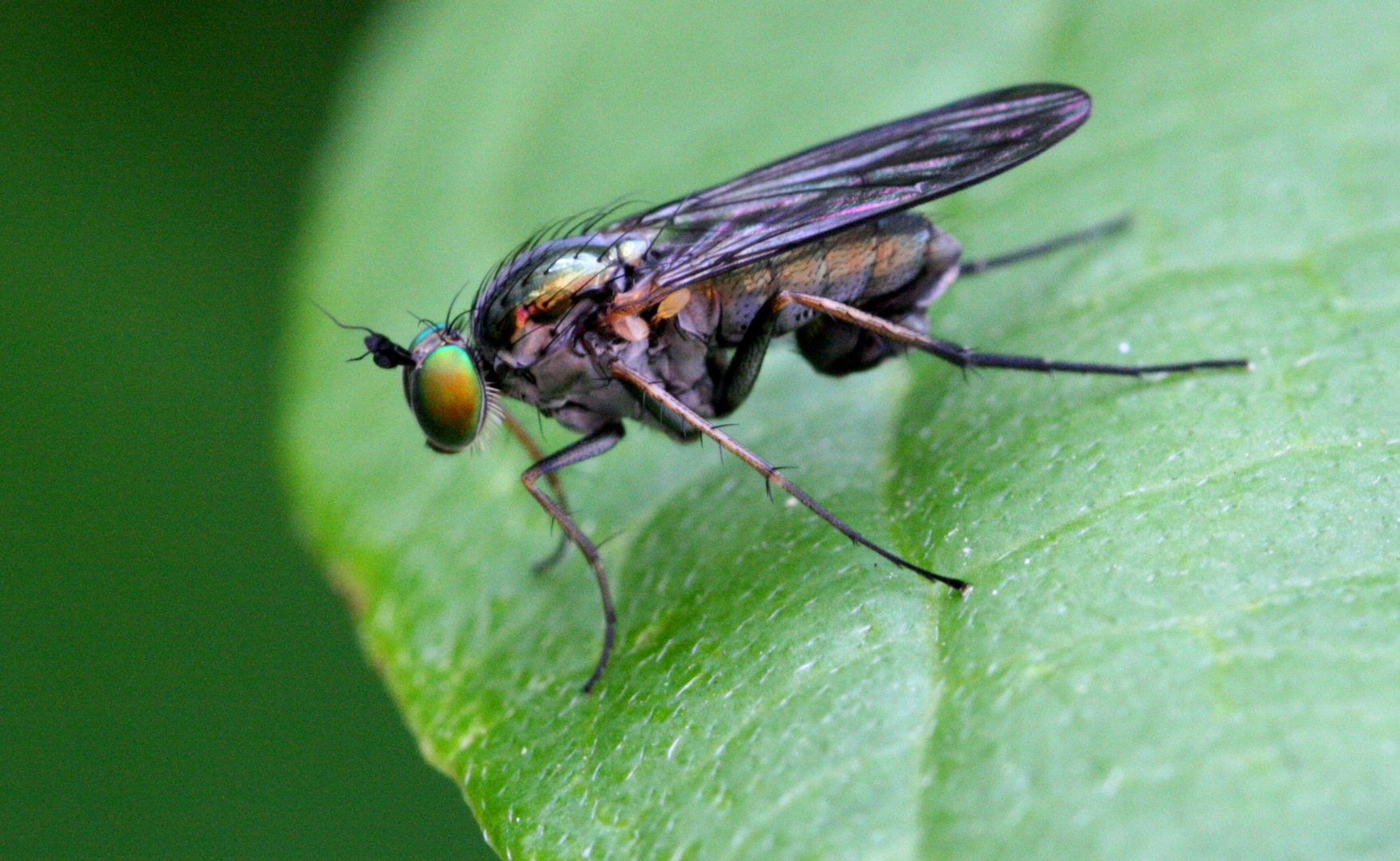 Fliege Foto & Bild | tiere, wildlife, insekten Bilder auf fotocommunity