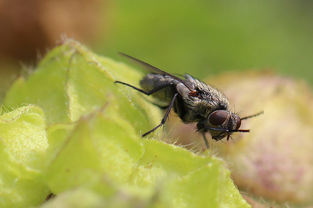 Fliege Foto & Bild | tiere, wildlife, insekten Bilder auf fotocommunity