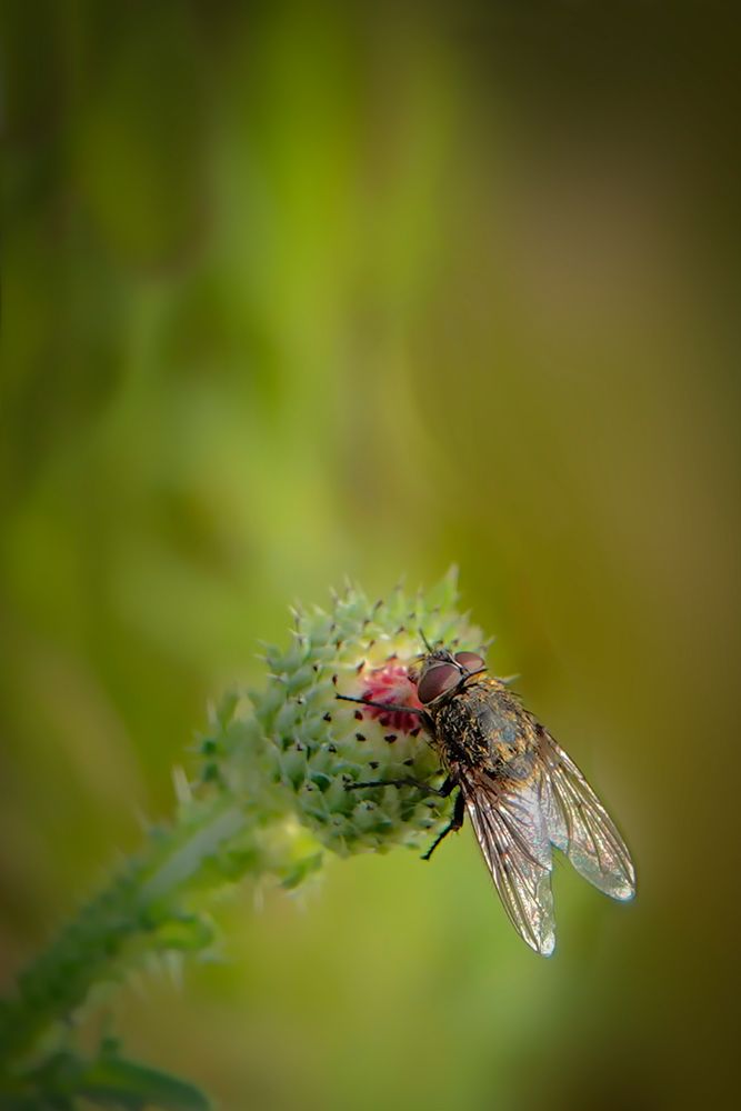 Fliege Foto & Bild | tiere, wildlife, natur Bilder auf fotocommunity