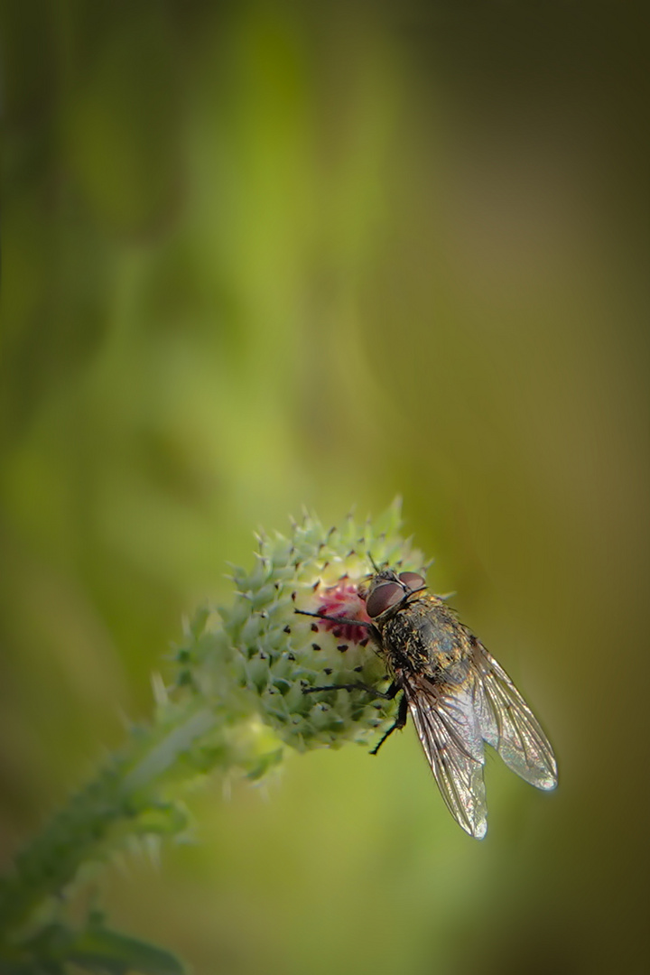 Fliege Foto & Bild | tiere, wildlife, natur Bilder auf fotocommunity
