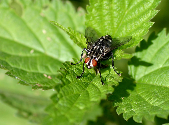 Fliege Foto & Bild | tiere, wildlife, insekten Bilder auf fotocommunity