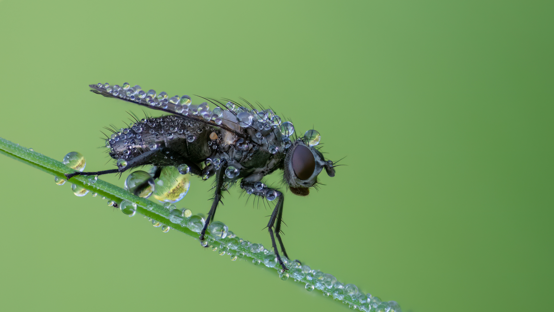 Fliege Foto & Bild | nah- & makro, deutschland, europe Bilder auf ...
