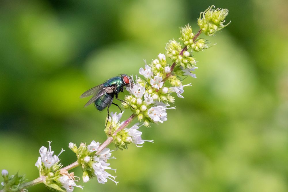 Fliege Foto & Bild | tiere, wildlife, insekten Bilder auf fotocommunity