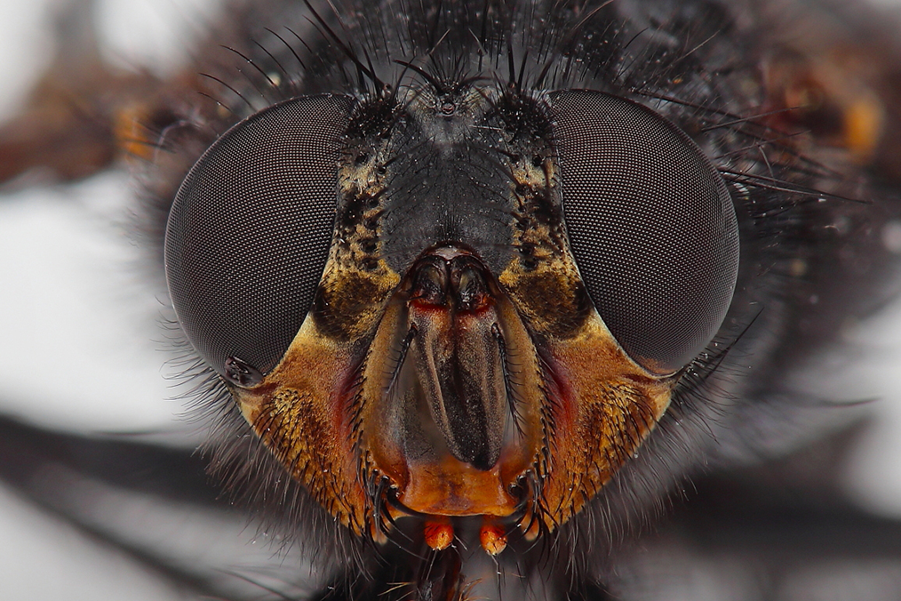 Fliege Foto & Bild | fotos, natur, insekten Bilder auf fotocommunity