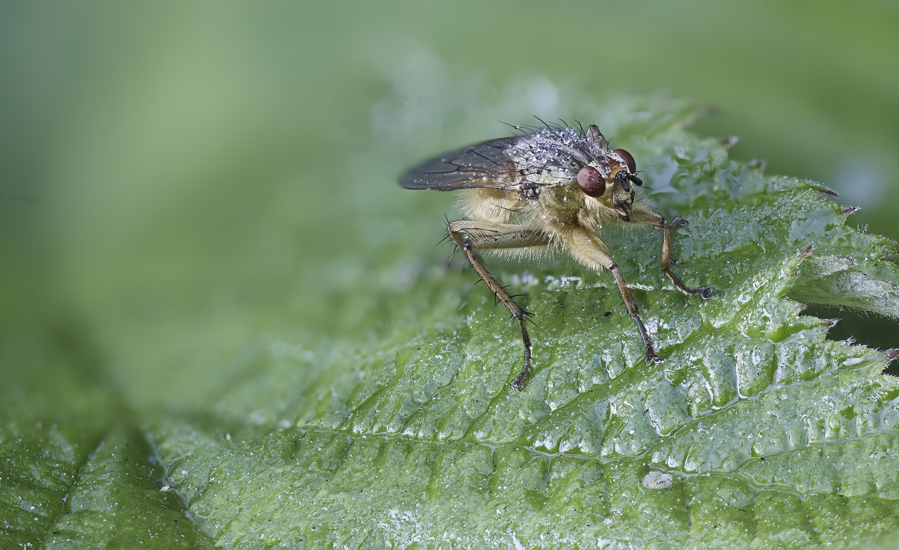 Fliege Foto & Bild | tiere, wildlife, insekten Bilder auf fotocommunity