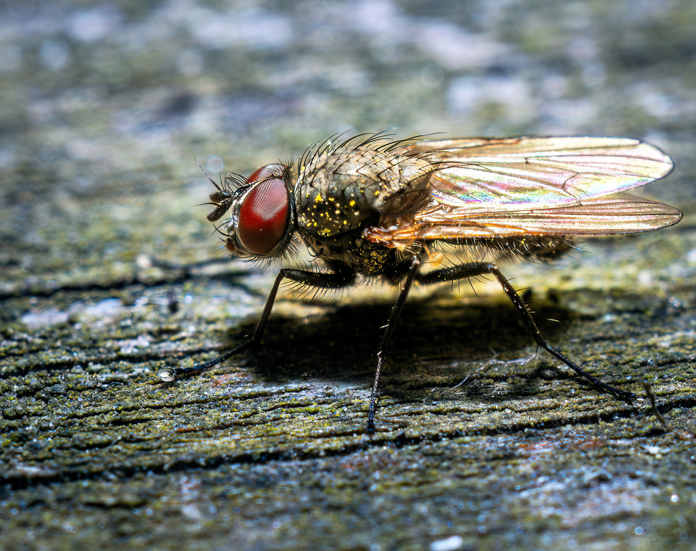 Fliege Foto & Bild | tiere, wildlife, makro Bilder auf fotocommunity