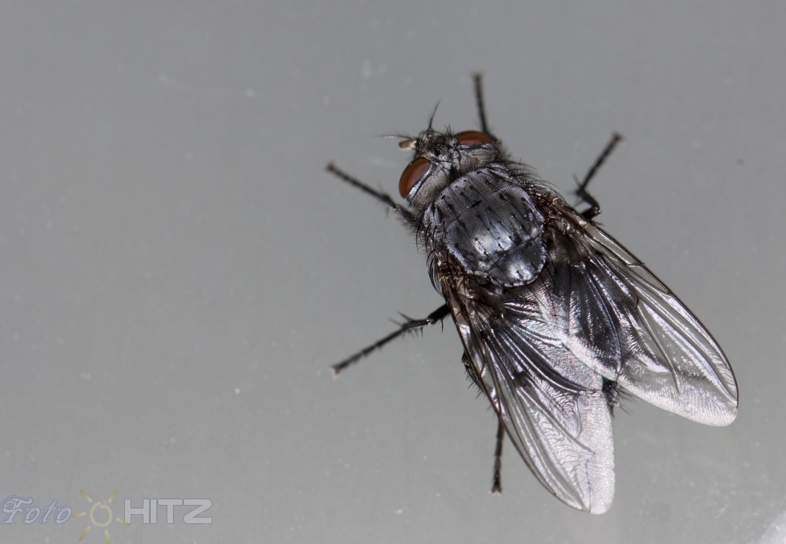 Fliege Foto & Bild | tiere, wildlife, insekten Bilder auf fotocommunity