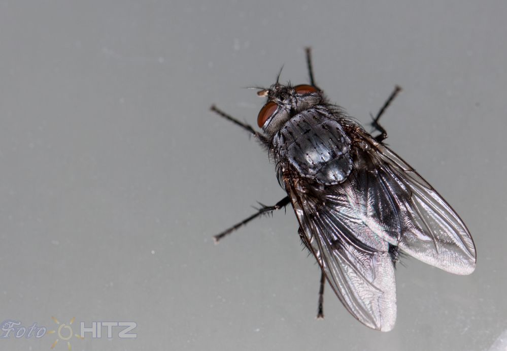 Fliege Foto & Bild | tiere, wildlife, insekten Bilder auf fotocommunity