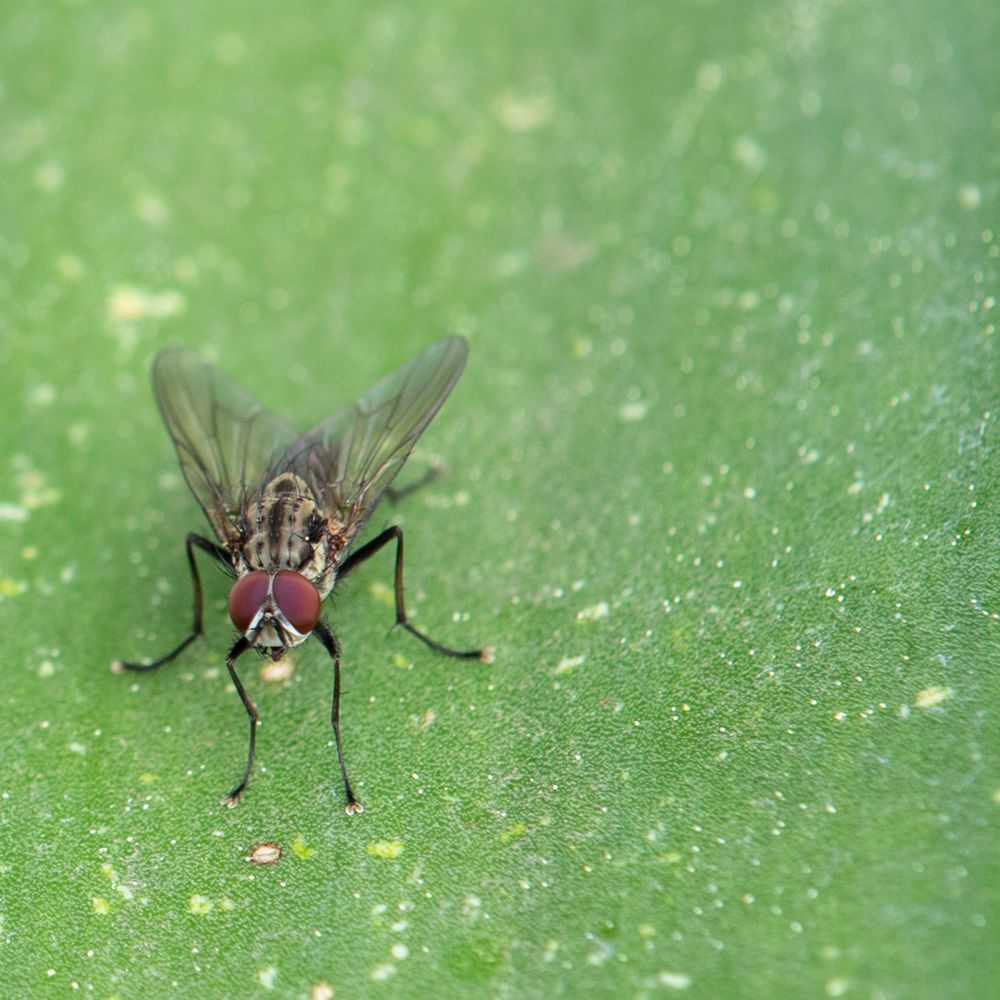 Fliege Foto & Bild | tiere, wildlife, insekten Bilder auf fotocommunity