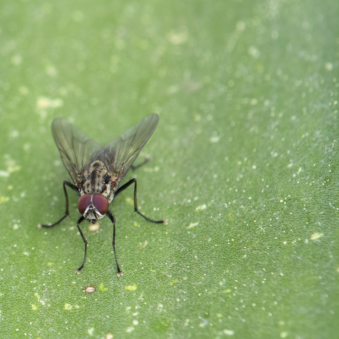 Fliege Foto & Bild | tiere, wildlife, insekten Bilder auf fotocommunity