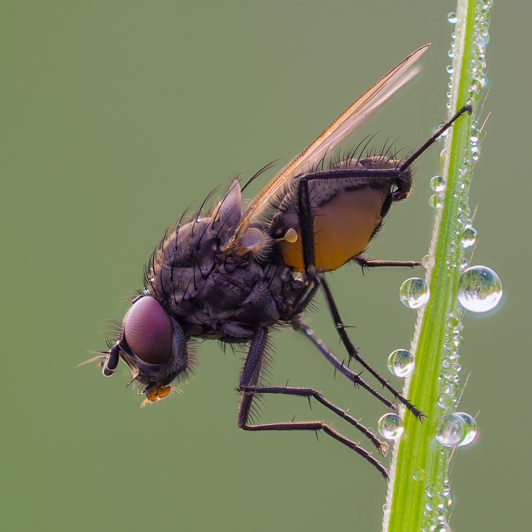 Fliege Foto & Bild | tiere, wildlife, insekten Bilder auf fotocommunity