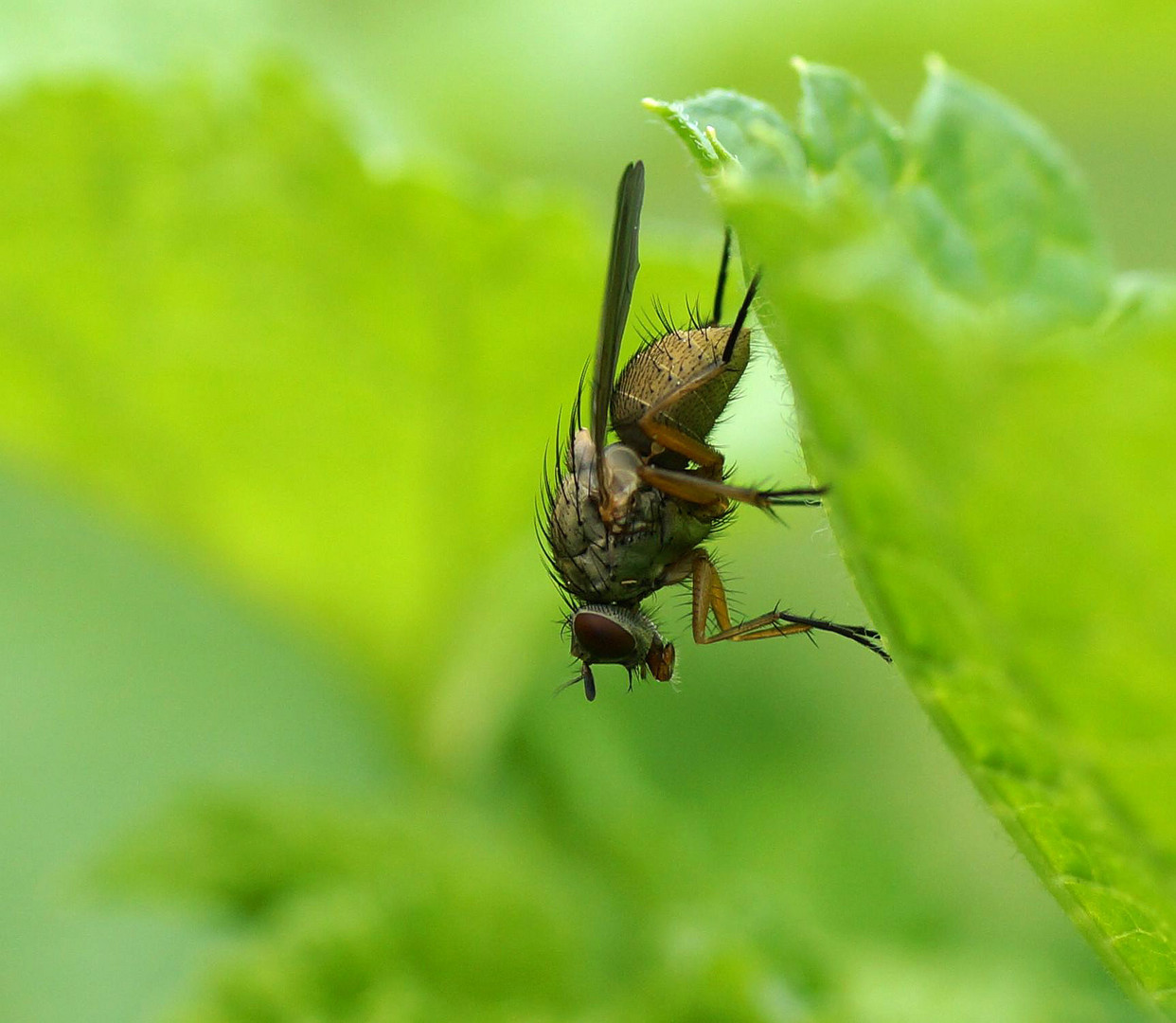 Fliege Foto & Bild | tiere, wildlife, insekten Bilder auf fotocommunity