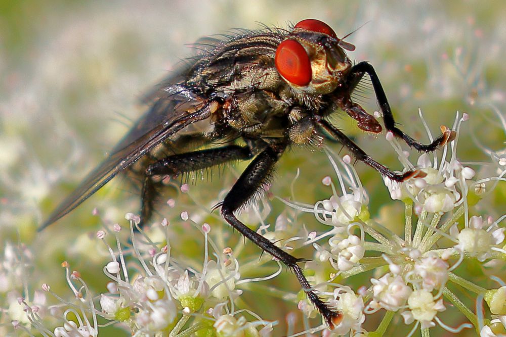 Fliege Foto & Bild | natur, fliegen, insekten Bilder auf fotocommunity