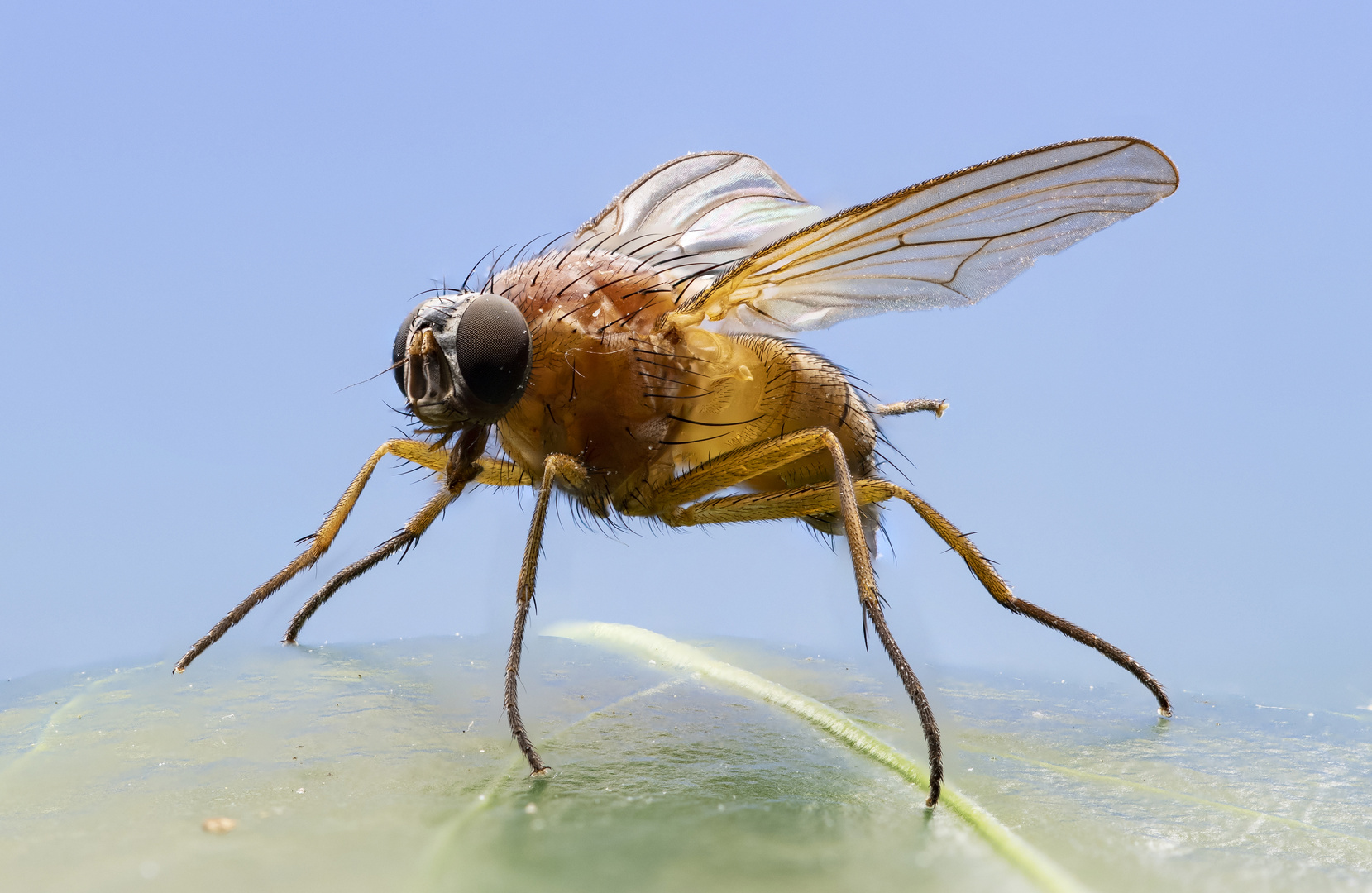 Fliege fertig Foto & Bild | tiere, tierdetails, natur Bilder auf ...