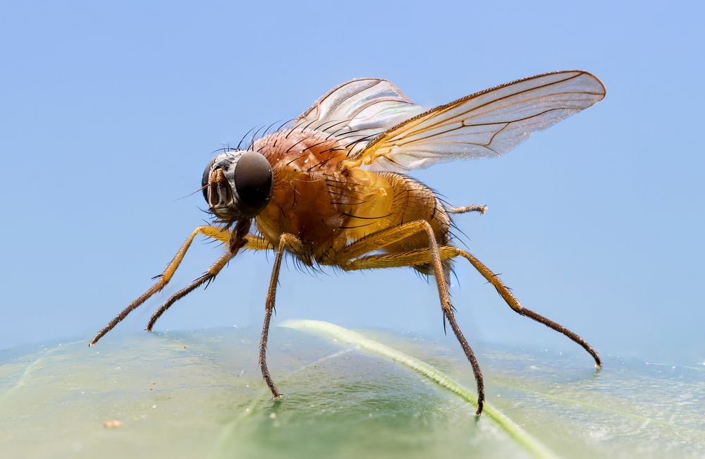 Fliege fertig Foto & Bild | tiere, tierdetails, natur Bilder auf ...