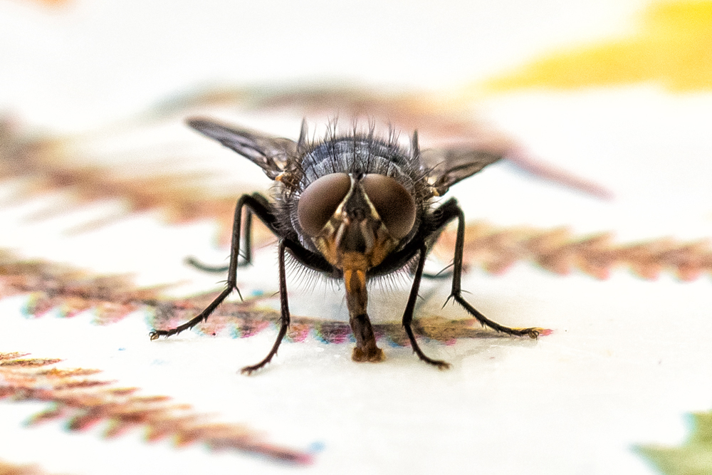 Fliege frontal Foto & Bild | tiere, wildlife, insekten Bilder auf ...