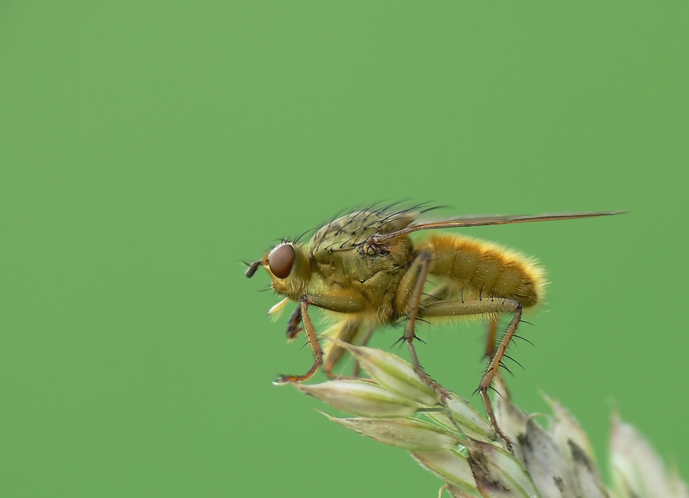 Fliege gelb :-) Foto & Bild | tiere, wildlife, insekten Bilder auf ...