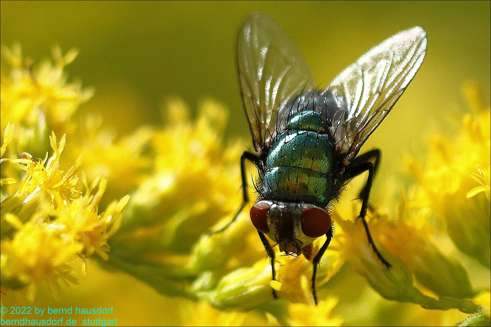 Fliege - grün Foto & Bild | tiere, wildlife, insekten Bilder auf ...