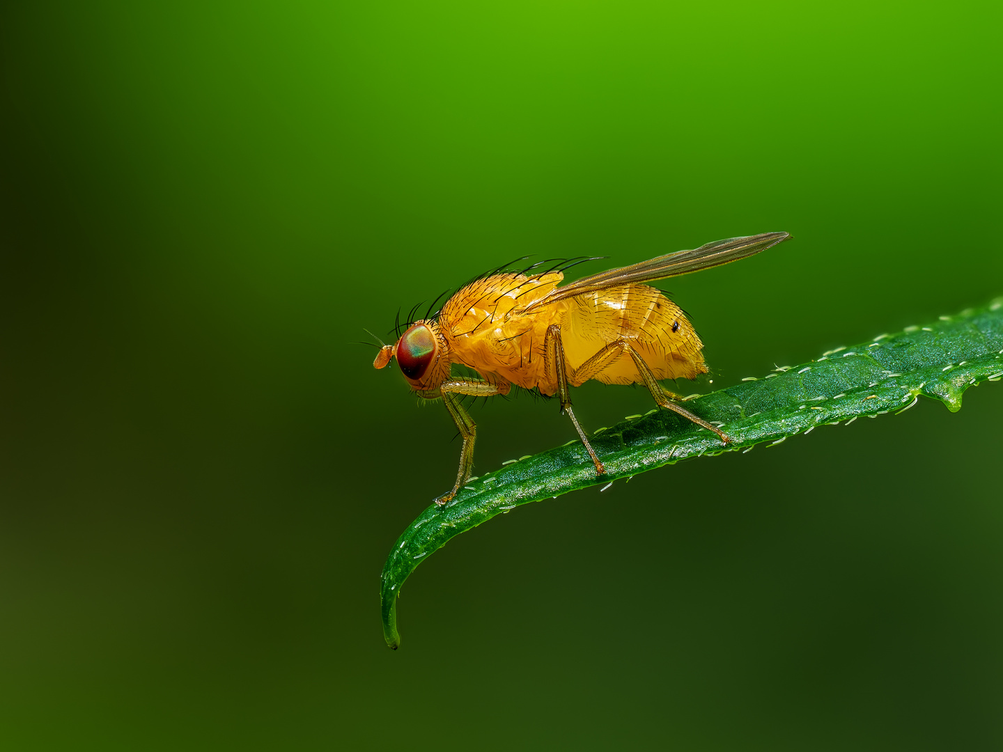 Fliege I Foto & Bild | spezial, makro, natur Bilder auf fotocommunity