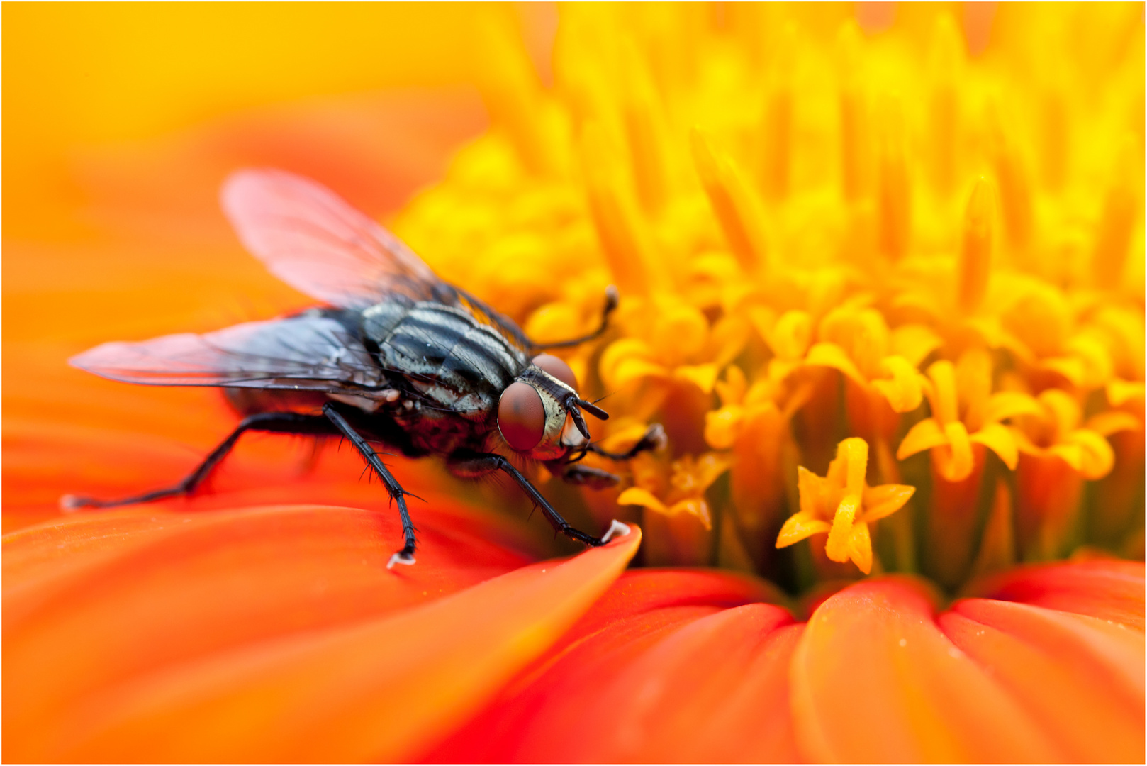 Fliege im Farbrausch Foto & Bild | tiere, wildlife, insekten Bilder auf ...