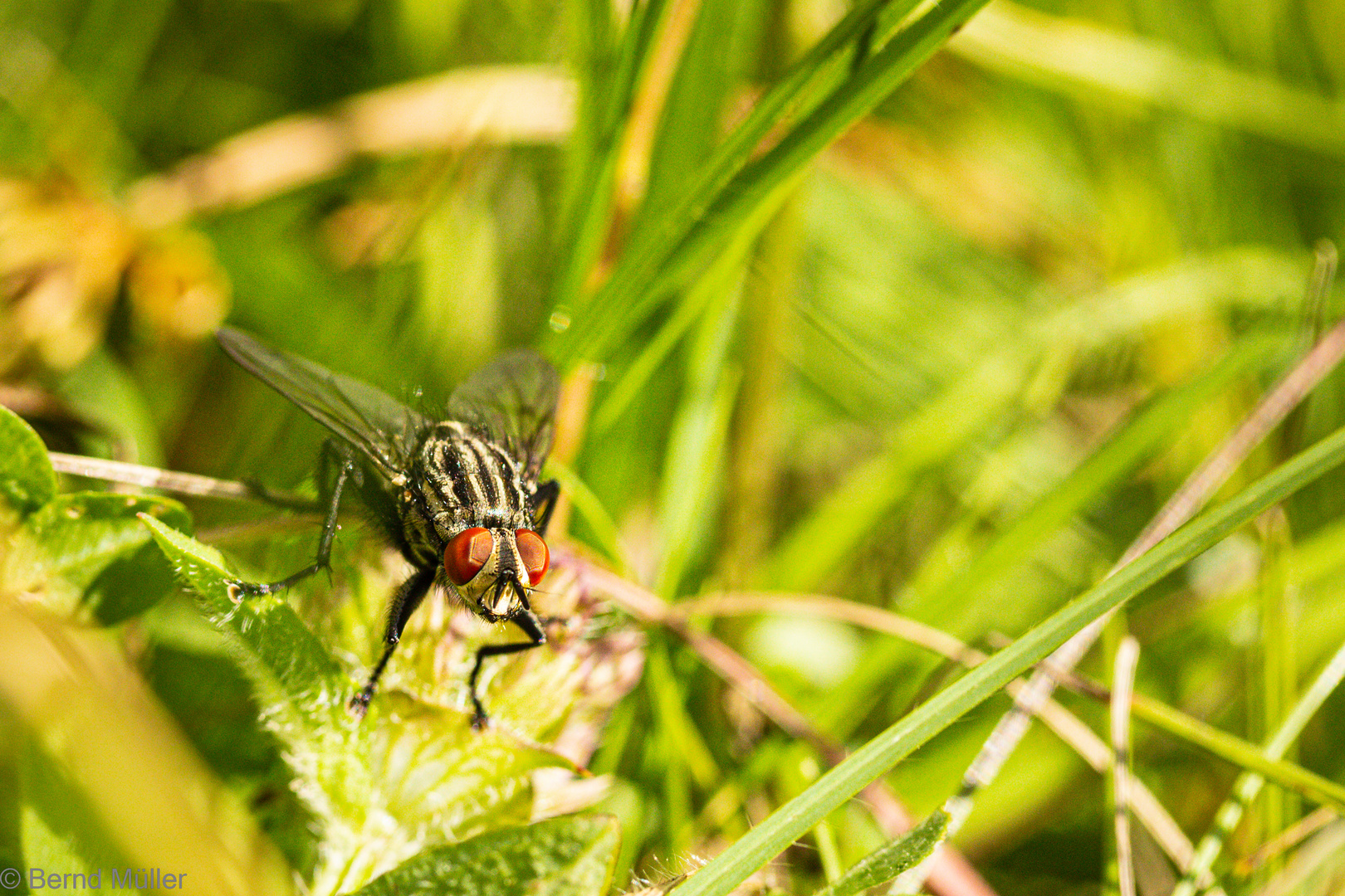 Fliege im Gras Foto & Bild | tiere, fliege, natur Bilder auf fotocommunity