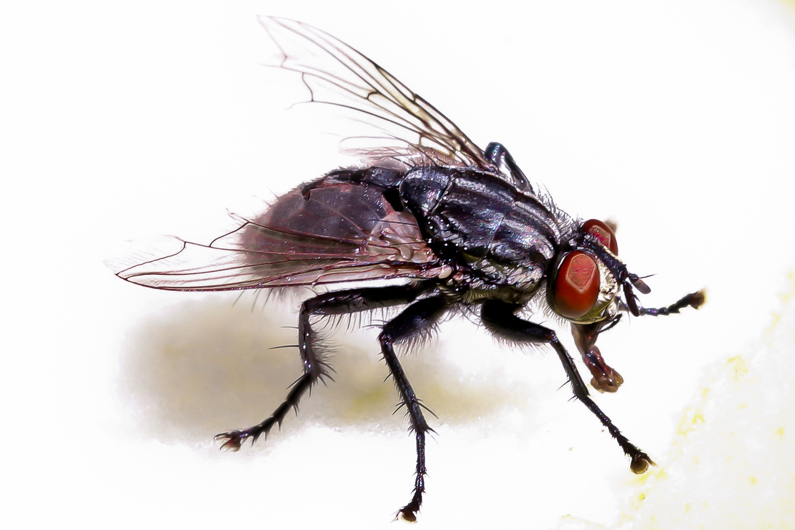Fliege im Makro Foto & Bild | tiere, wildlife, insekten Bilder auf ... Fliege im Makro Foto & Bild | tiere, wildlife, insekten Bilder auf ...