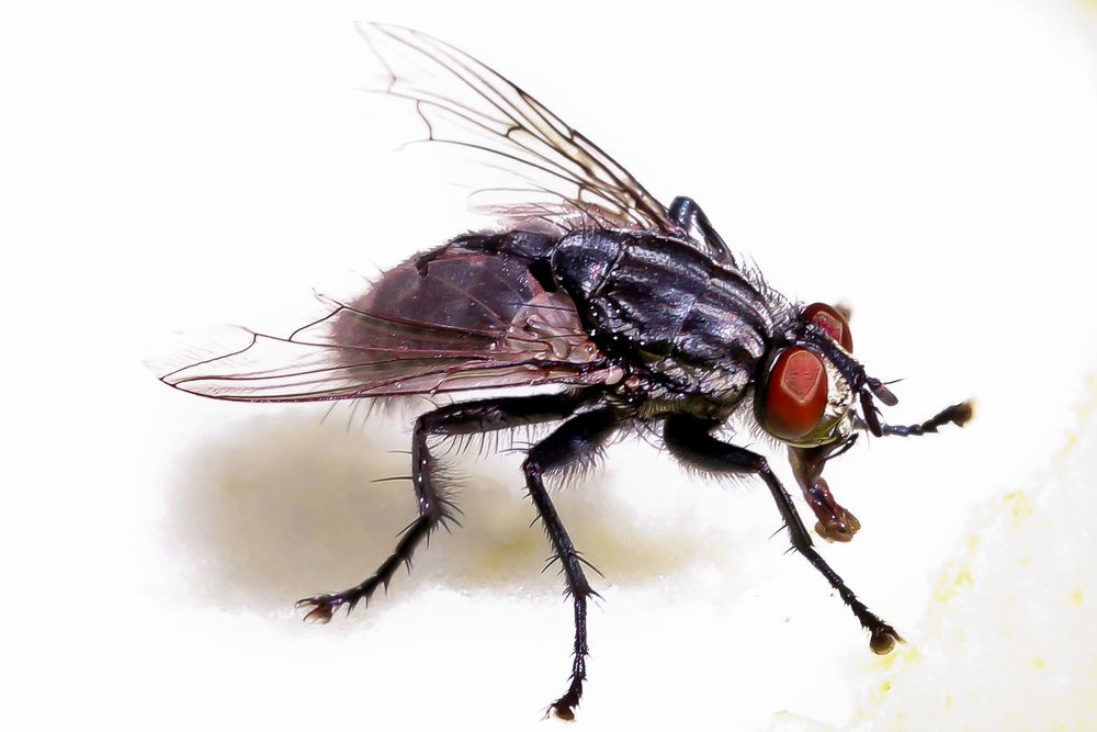 Fliege im Makro Foto & Bild | tiere, wildlife, insekten Bilder auf ...