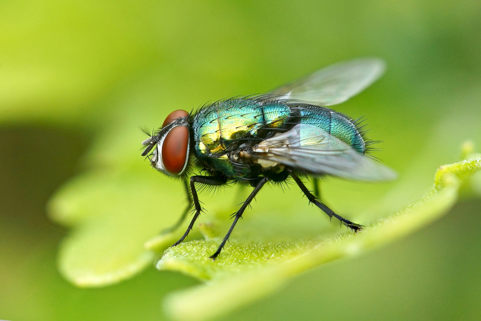 Fliege in Omas Garten Foto & Bild | makro, natur, fliegen Bilder auf ...