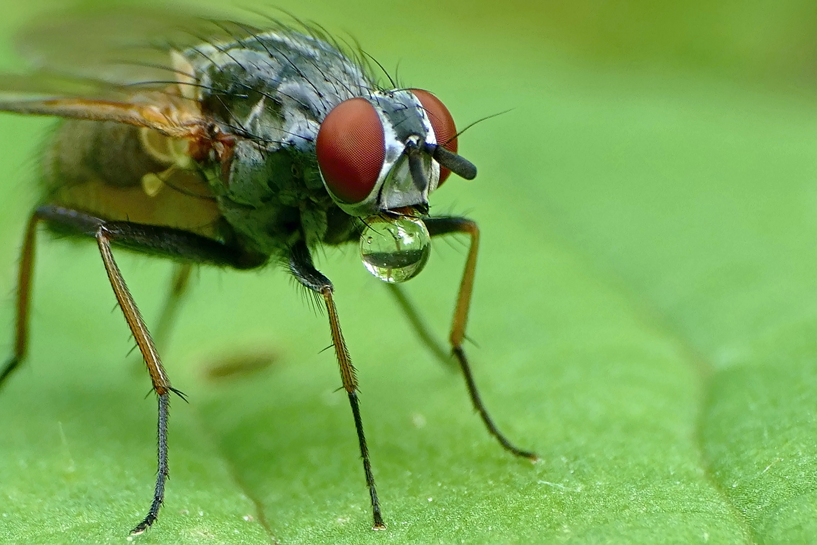 Fliege mit Blase Foto & Bild | natur, fliegen, insekten Bilder auf ...