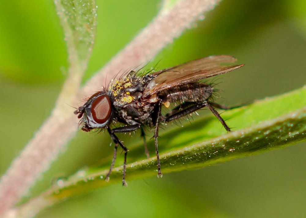 Fliege mit Blütenstaub Foto & Bild | tiere, wildlife, insekten Bilder ...