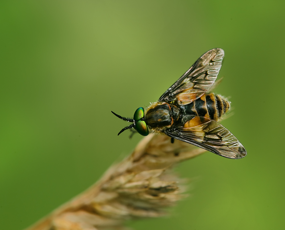 Fliege mit grünen Augen - Von einem anderen Stern?? Foto & Bild | tiere ...