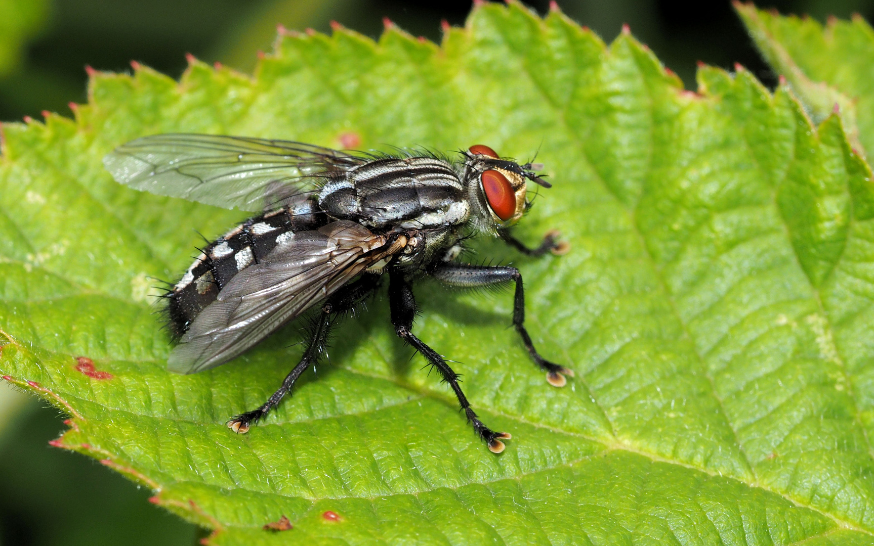Fliege mit Hausschuhen ... Foto & Bild | makro, natur, macro Bilder auf ...