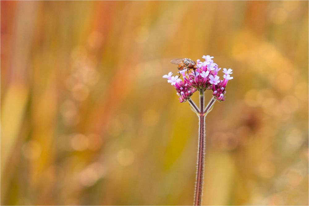 Fliege mit Milbenbefall Foto & Bild | herbst, fauna, daniel streit ...